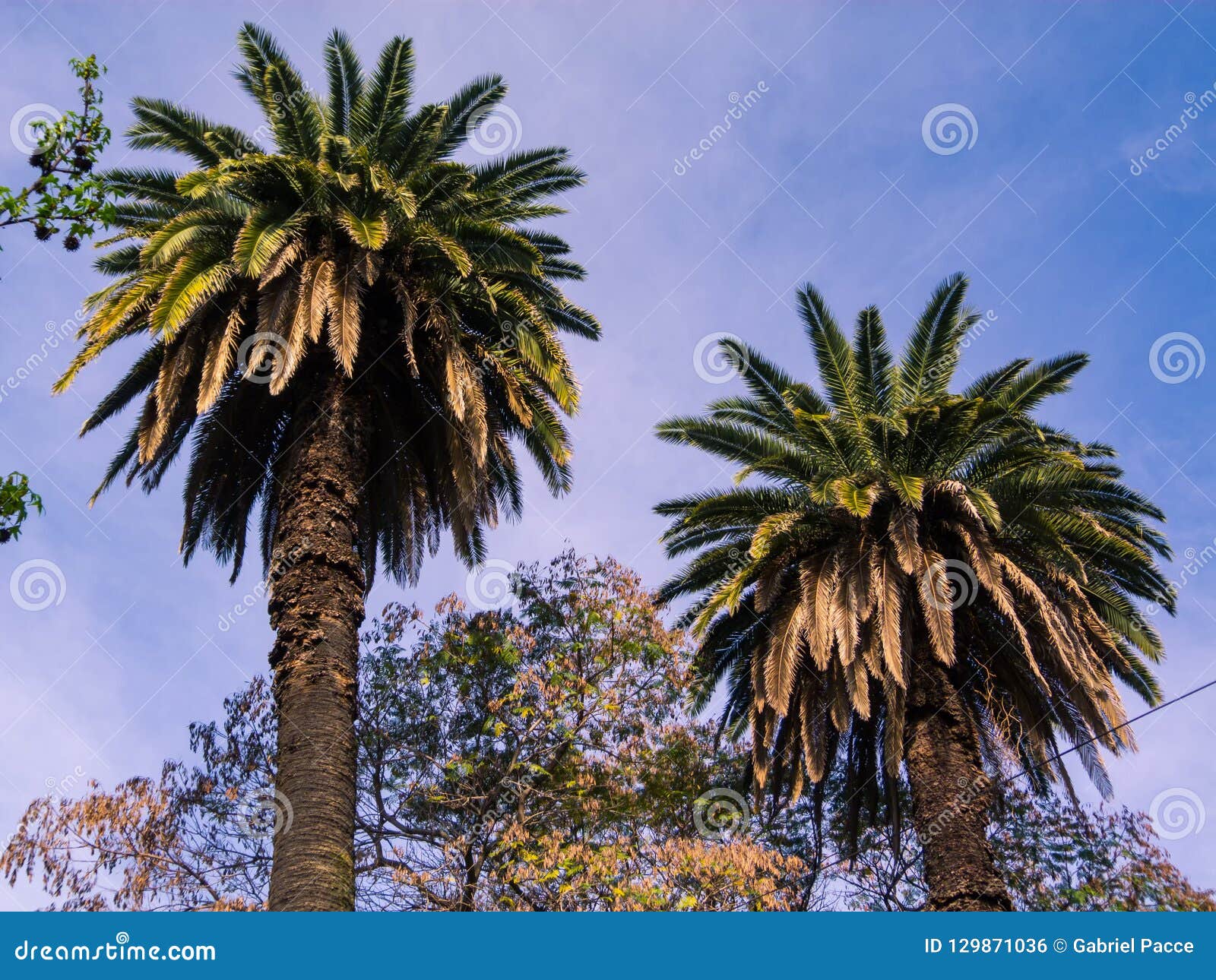 2 palms in the city stock photo. Image of summer, palm - 129871036