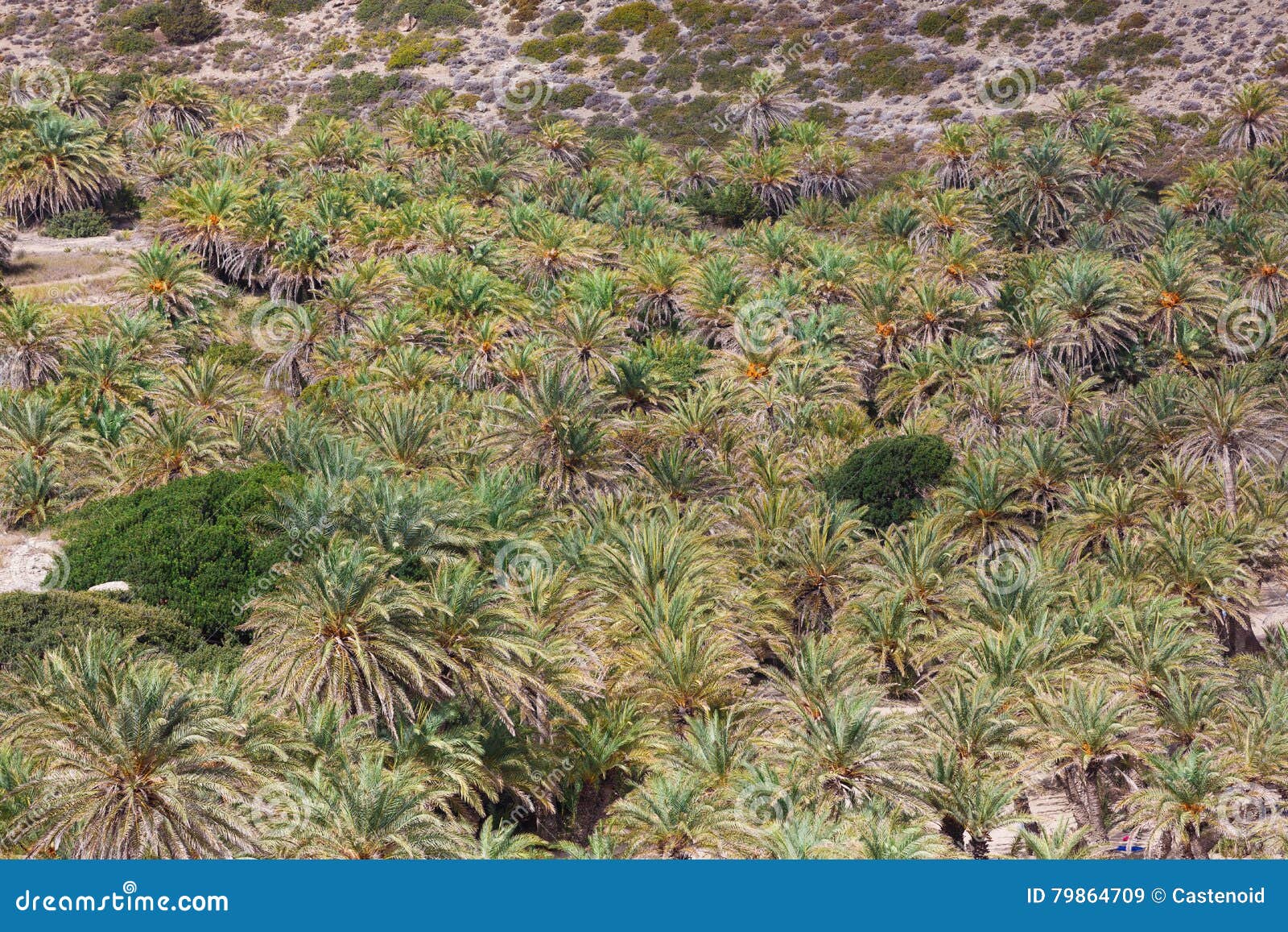 The palms close up stock image. Image of calm, crete - 79864709
