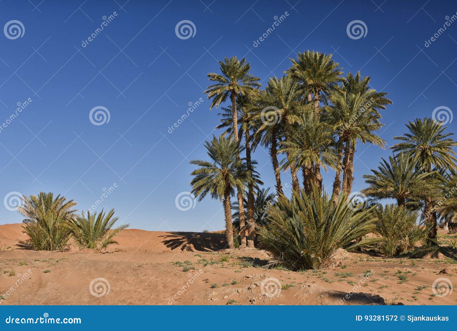 Palms in Desert Sahara, Morocco Stock Photo - Image of vegetation ...