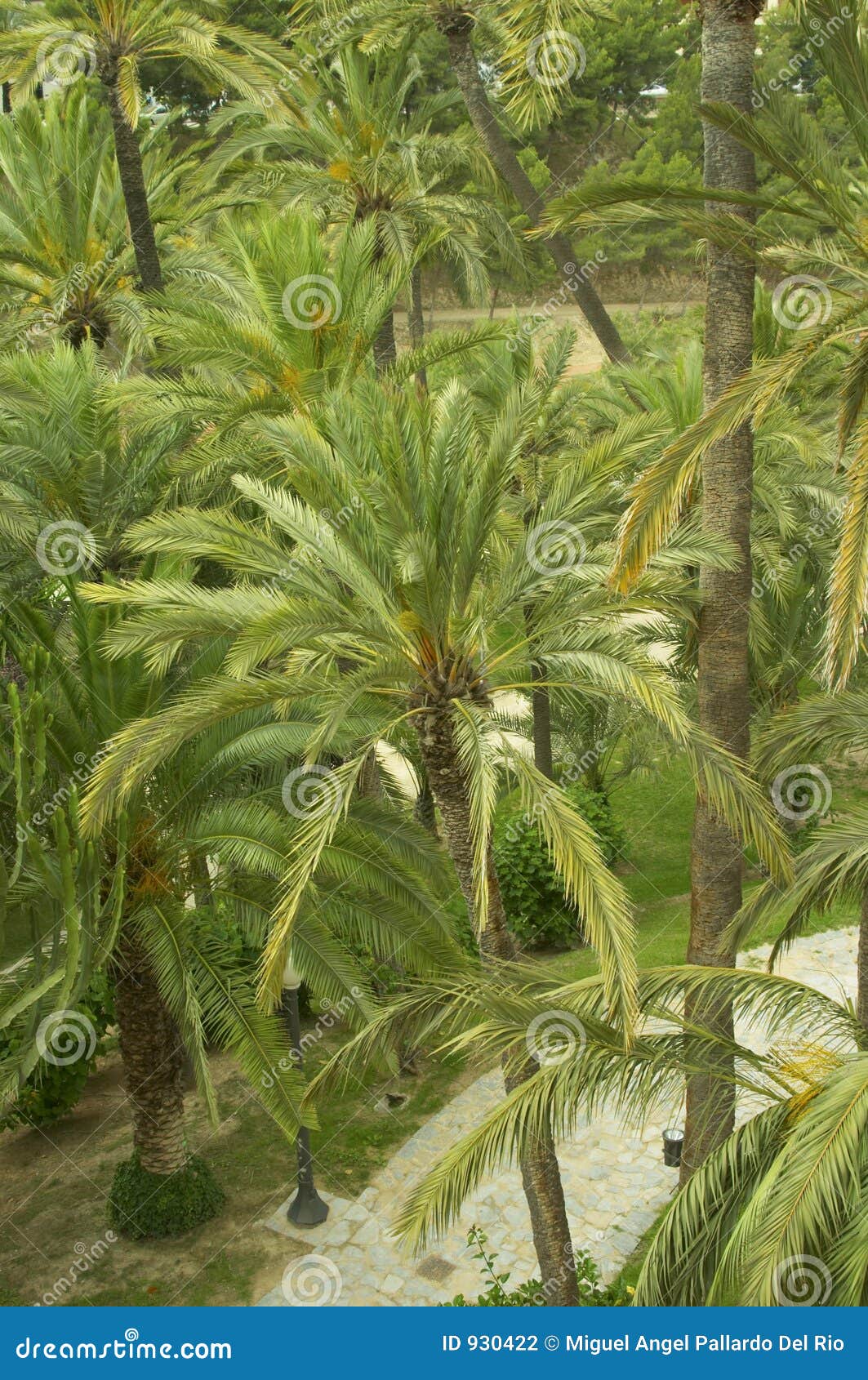 Palms In Elche Picture. Image: 930422