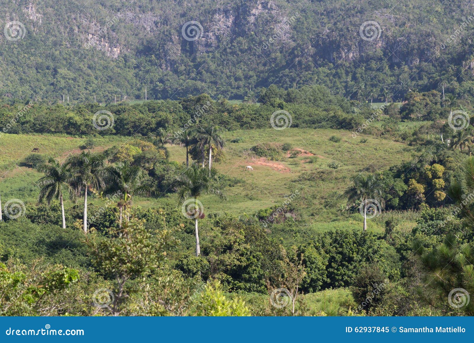 Palms, Forest and Hills in Cuba Stock Image - Image of wood, palms ...