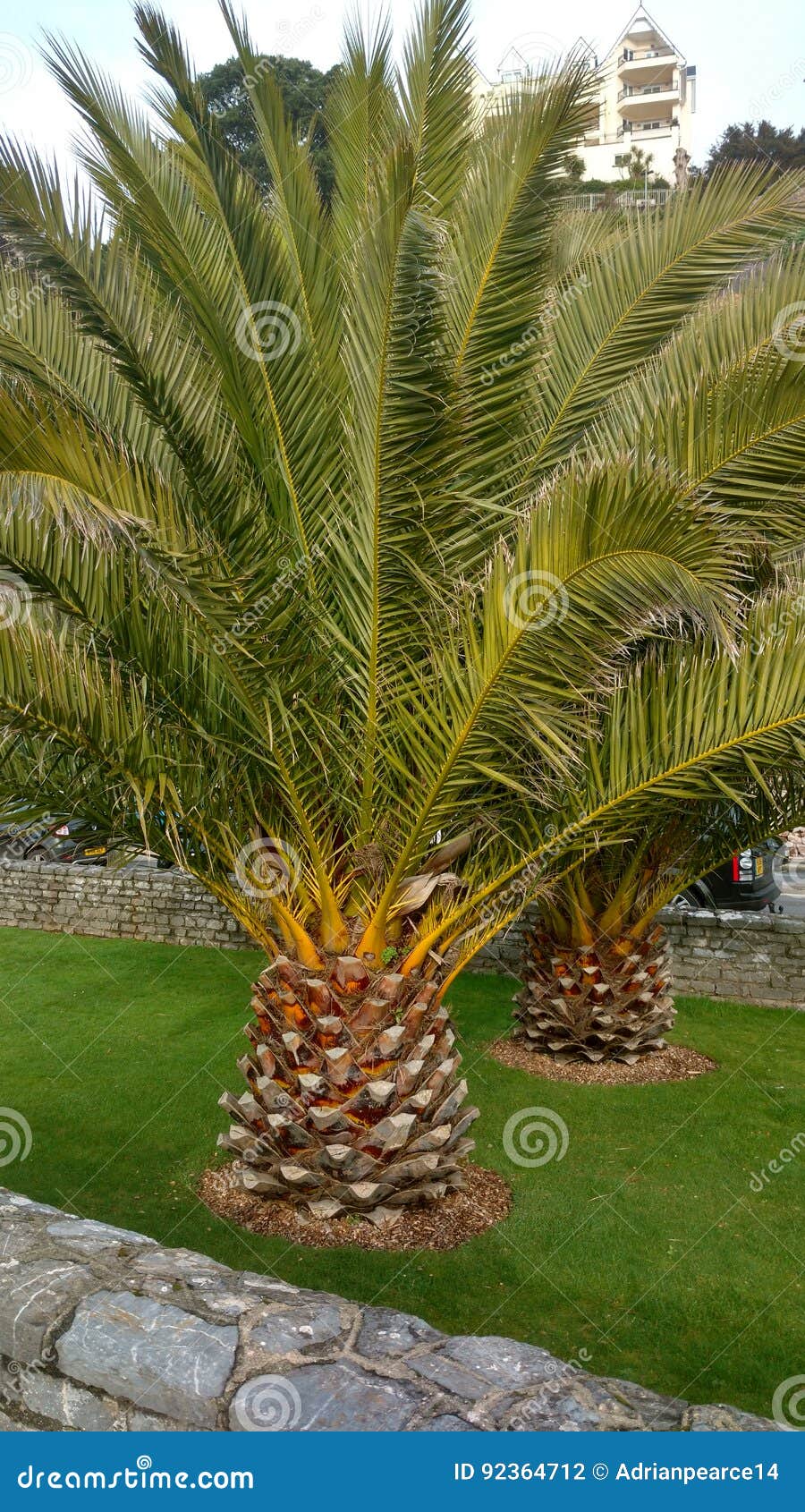 Palms stock photo. Image of palmtree, tropical, plants - 92364712