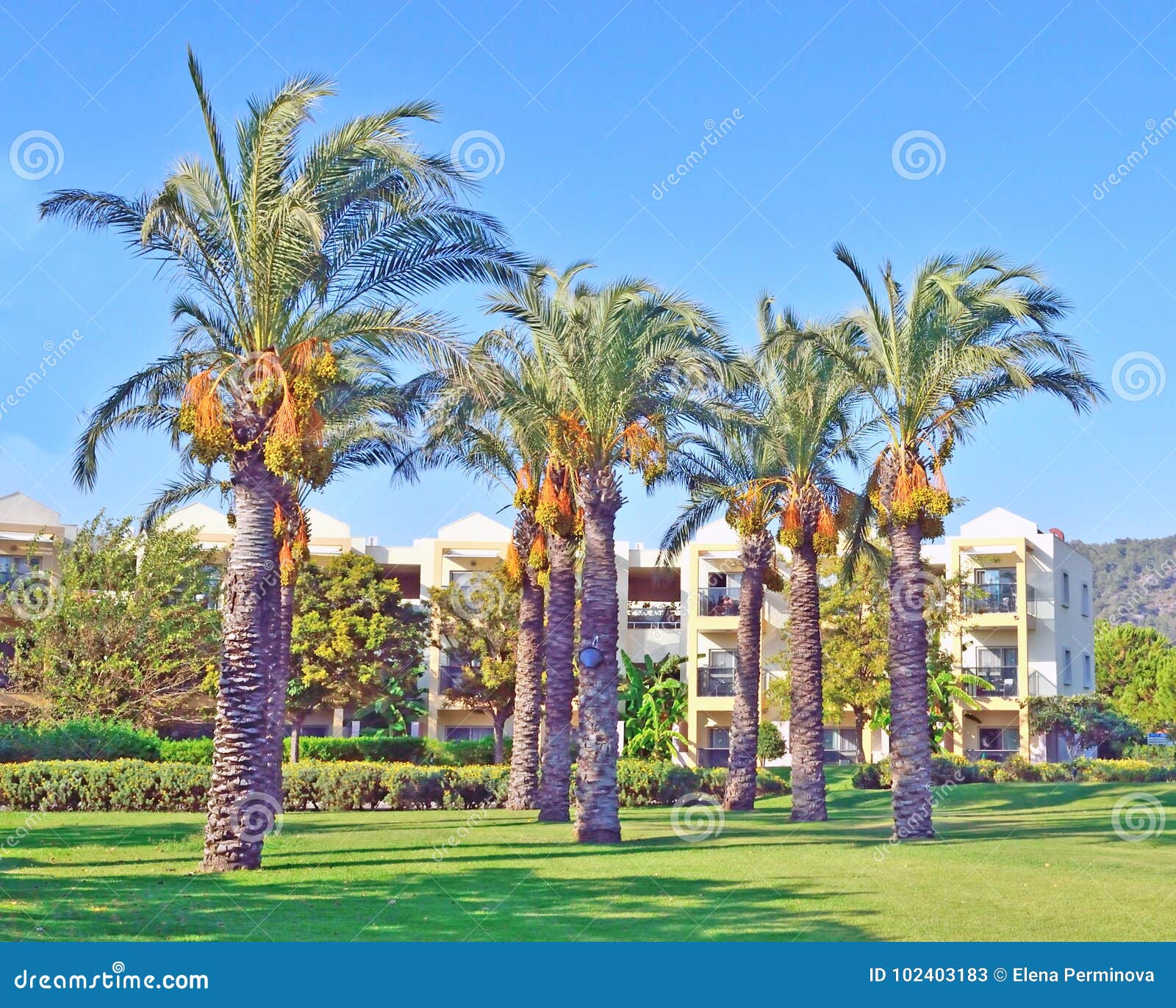 Palm Trees in the Landscape Design of Public Space Stock Image - Image ...