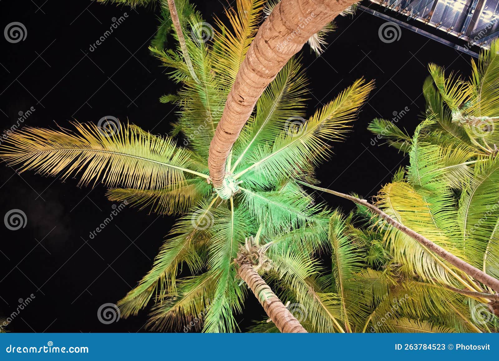 Palms Illuminated at Night Sky in Miami, USA Stock Image - Image of ...