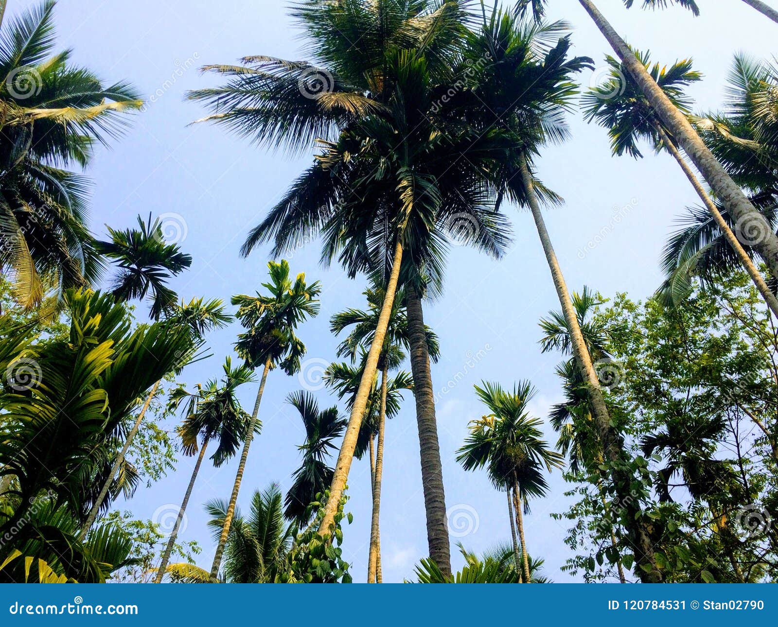 Palms stock image. Image of india, tropical, palms, trees - 120784531