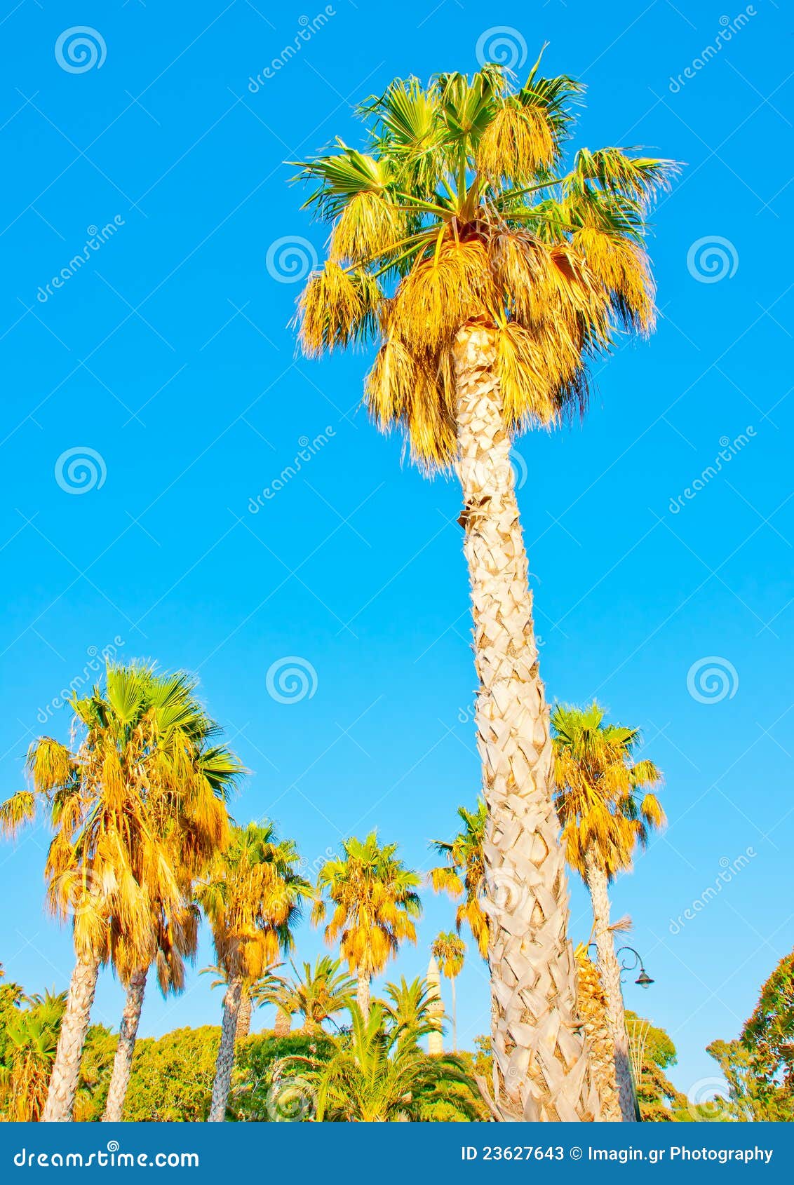 Palms in Kos stock image. Image of seascape, leaf, holiday - 23627643