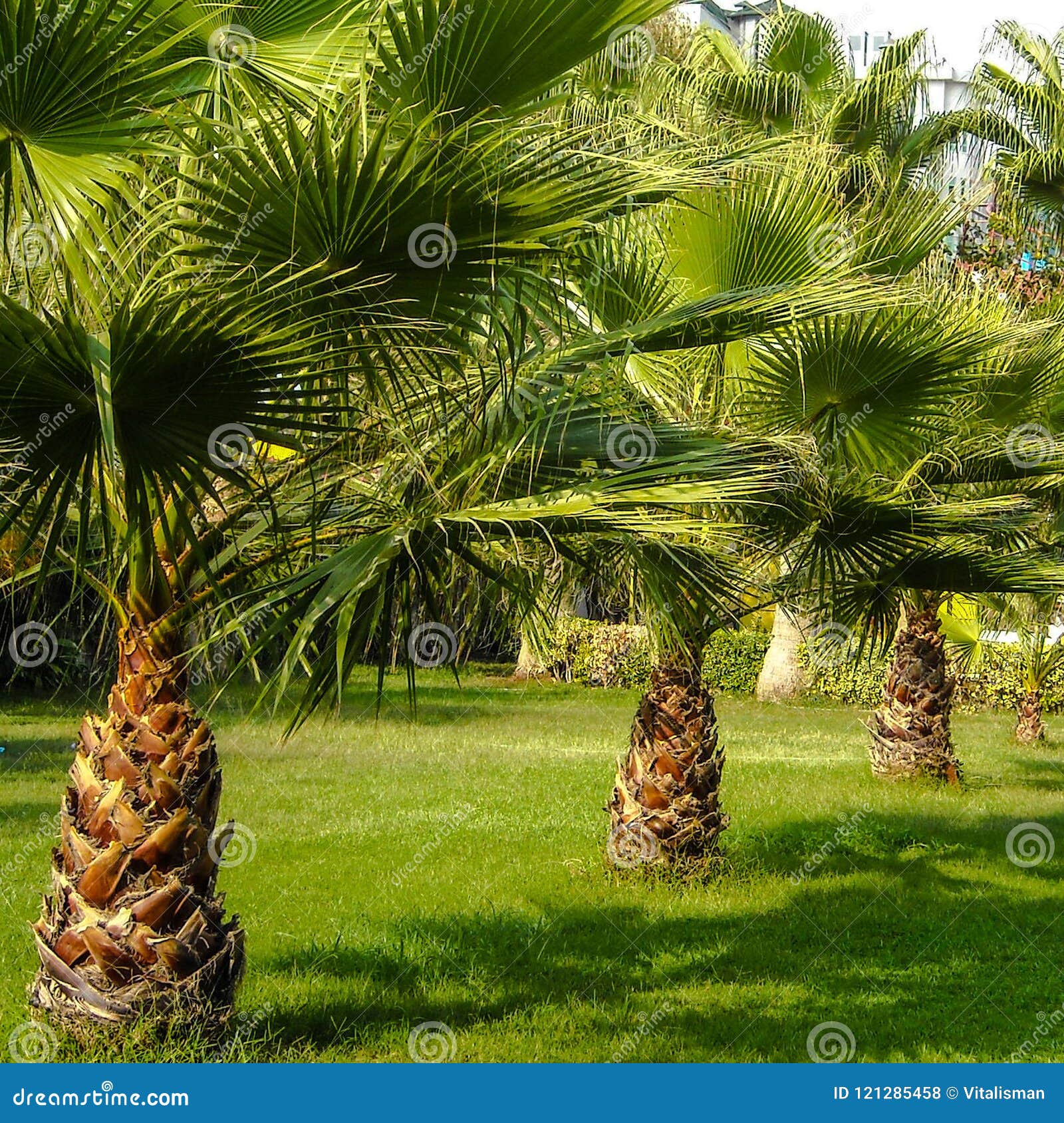 Palms on a Lawn by a Canicular Day Stock Photo - Image of isolated ...