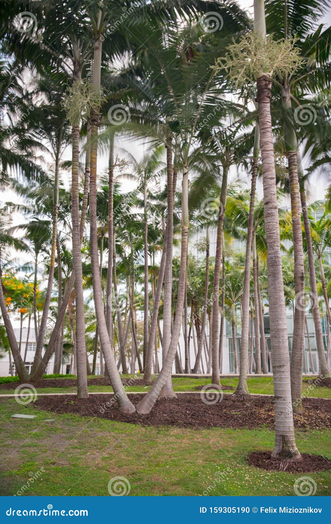 Palms in Miami Beach FL stock photo. Image of palm, colorful - 159305190