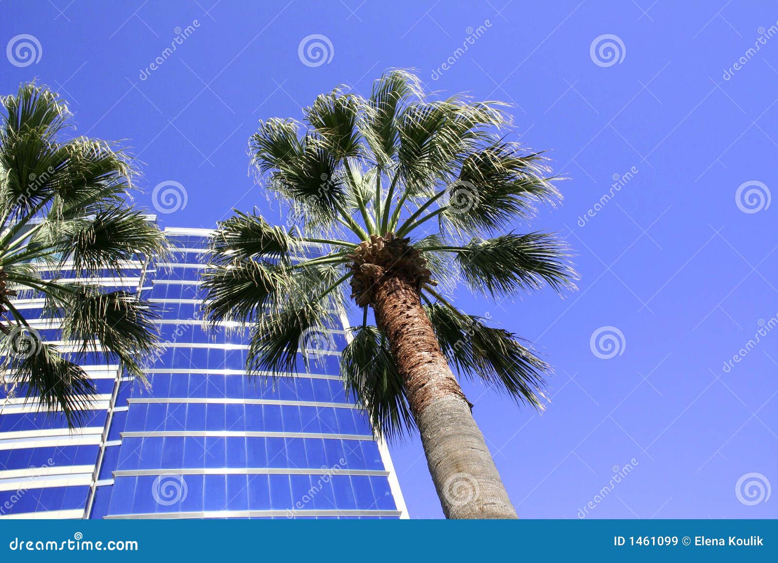 Palms,modern Building Blue Sky Stock Image - Image of mall, windows ...