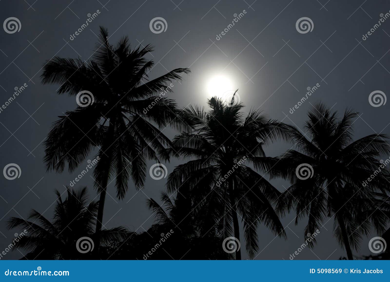 Palms in moonlight stock image. Image of tree, nature - 5098569