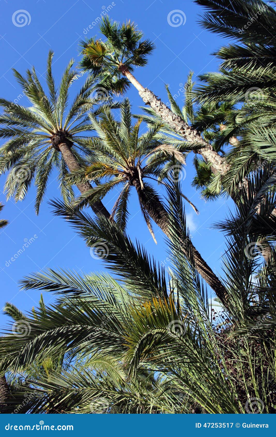 Palms stock image. Image of elche, plant, palms, exotic - 47253517