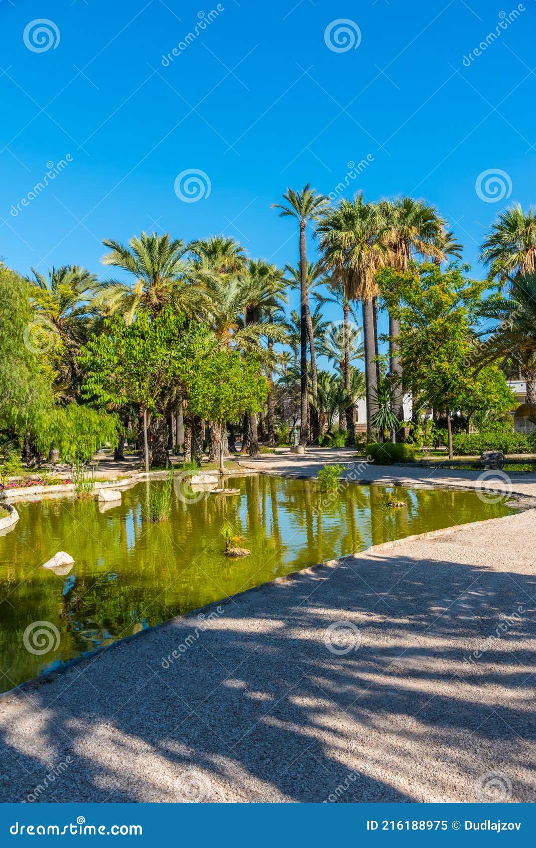 Palms Reflecting on a Pond in Parc Dels Peixos in Elche, Spain Stock ...