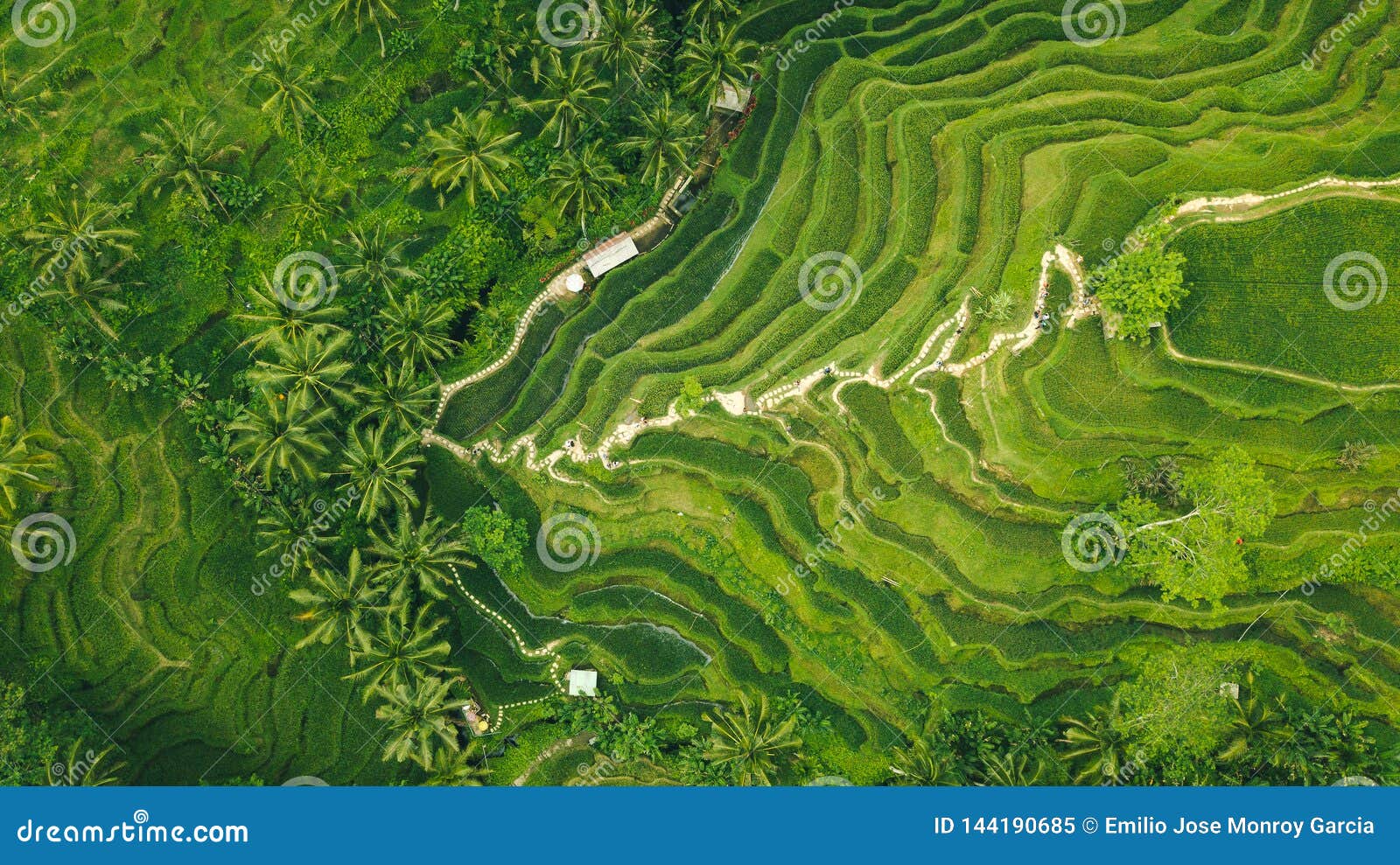 Palms in a Rice Field Plantation Stock Image - Image of culture, palms ...