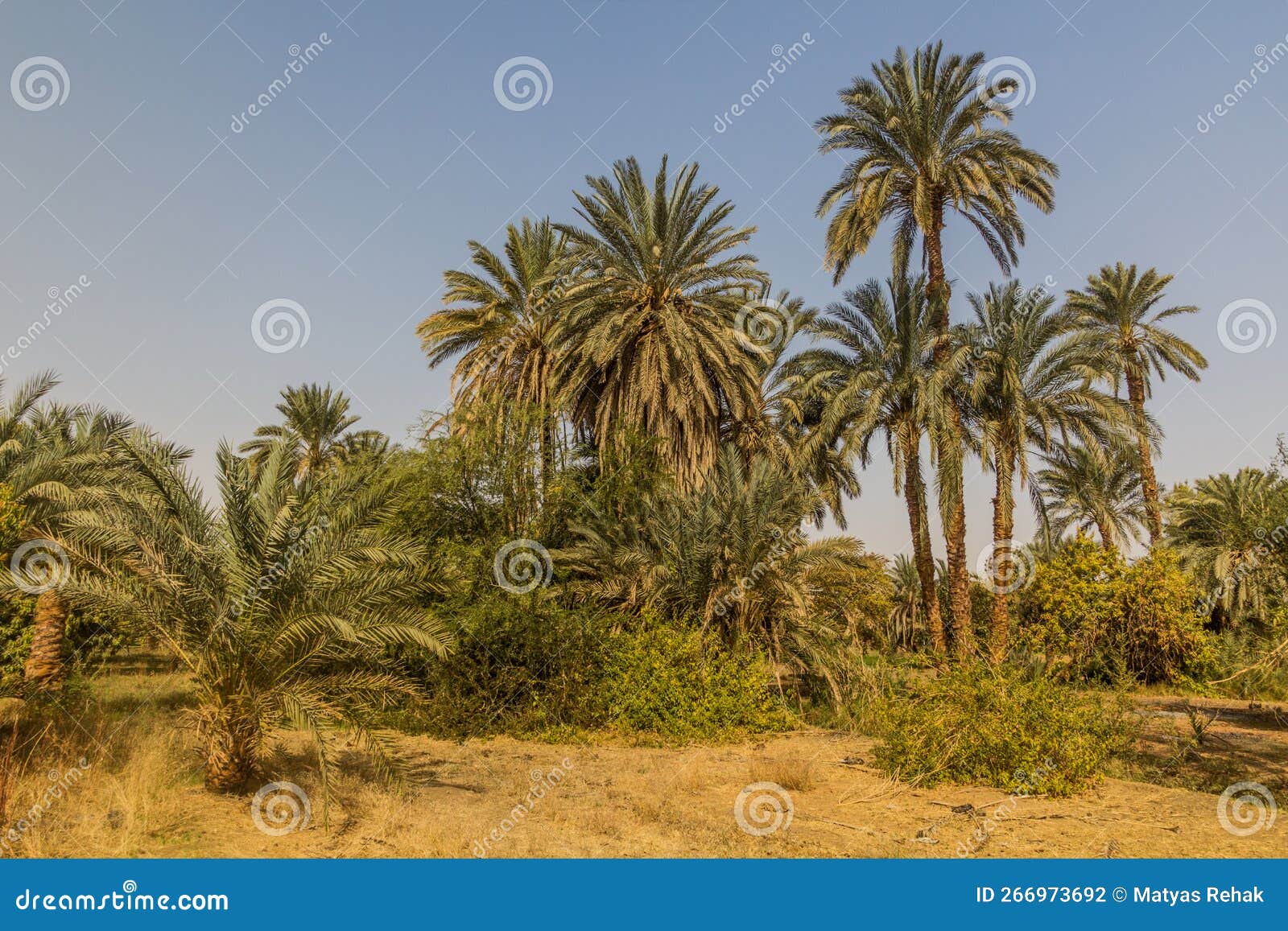 Palms by the River Nile, Egy Stock Photo - Image of outdoor, landscape ...