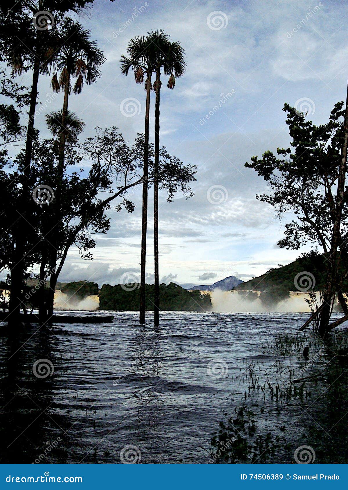 Palms on a river stock image. Image of iphoto, national - 74506389