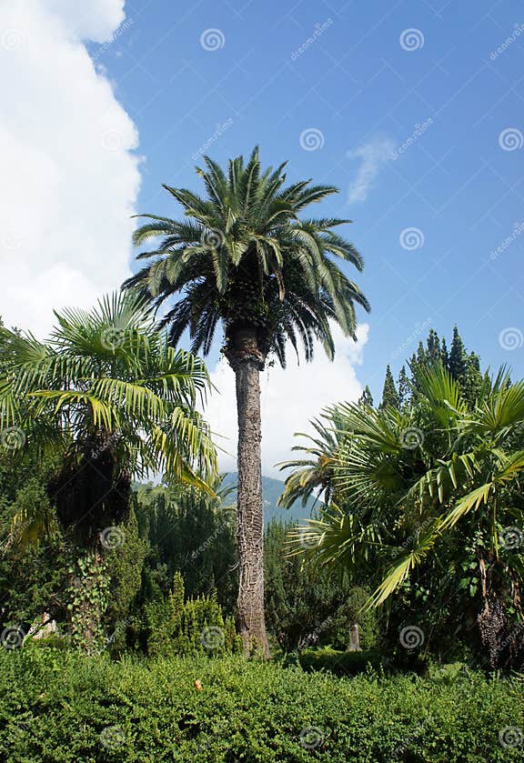 Palms stock image. Image of south, palms, palm, plmy - 46337971