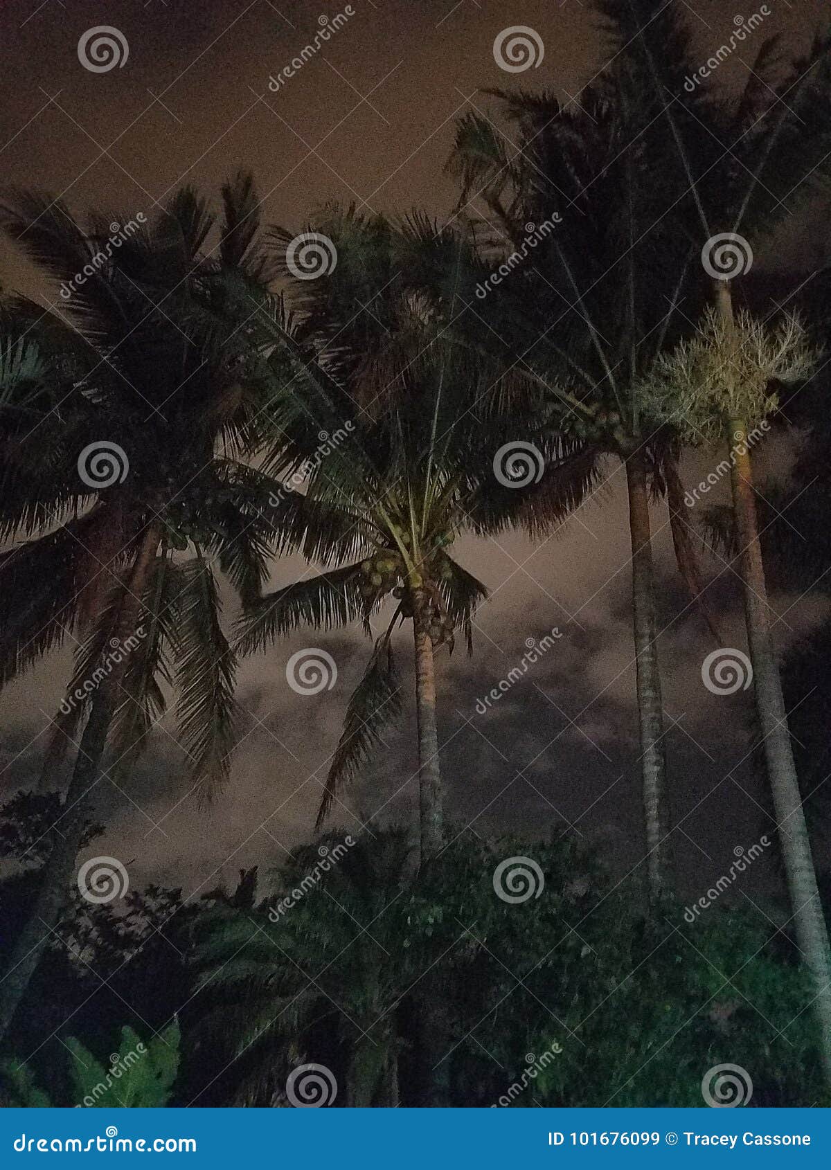 The Palms, the Sky, the Night Stock Image - Image of coconut, palms ...