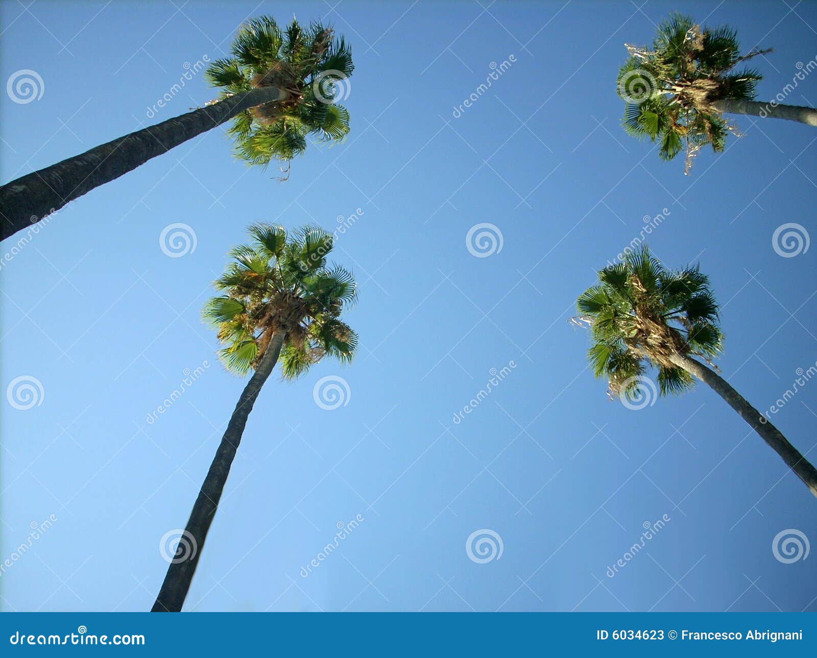 Palms Square Picture. Image: 6034623