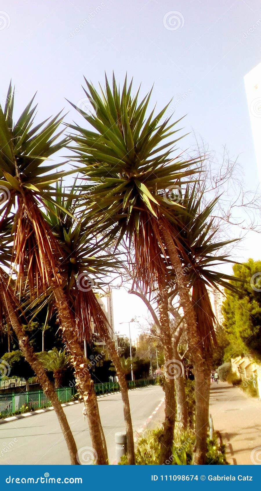 Tropical cityscape stock photo. Image of street, group - 111098674