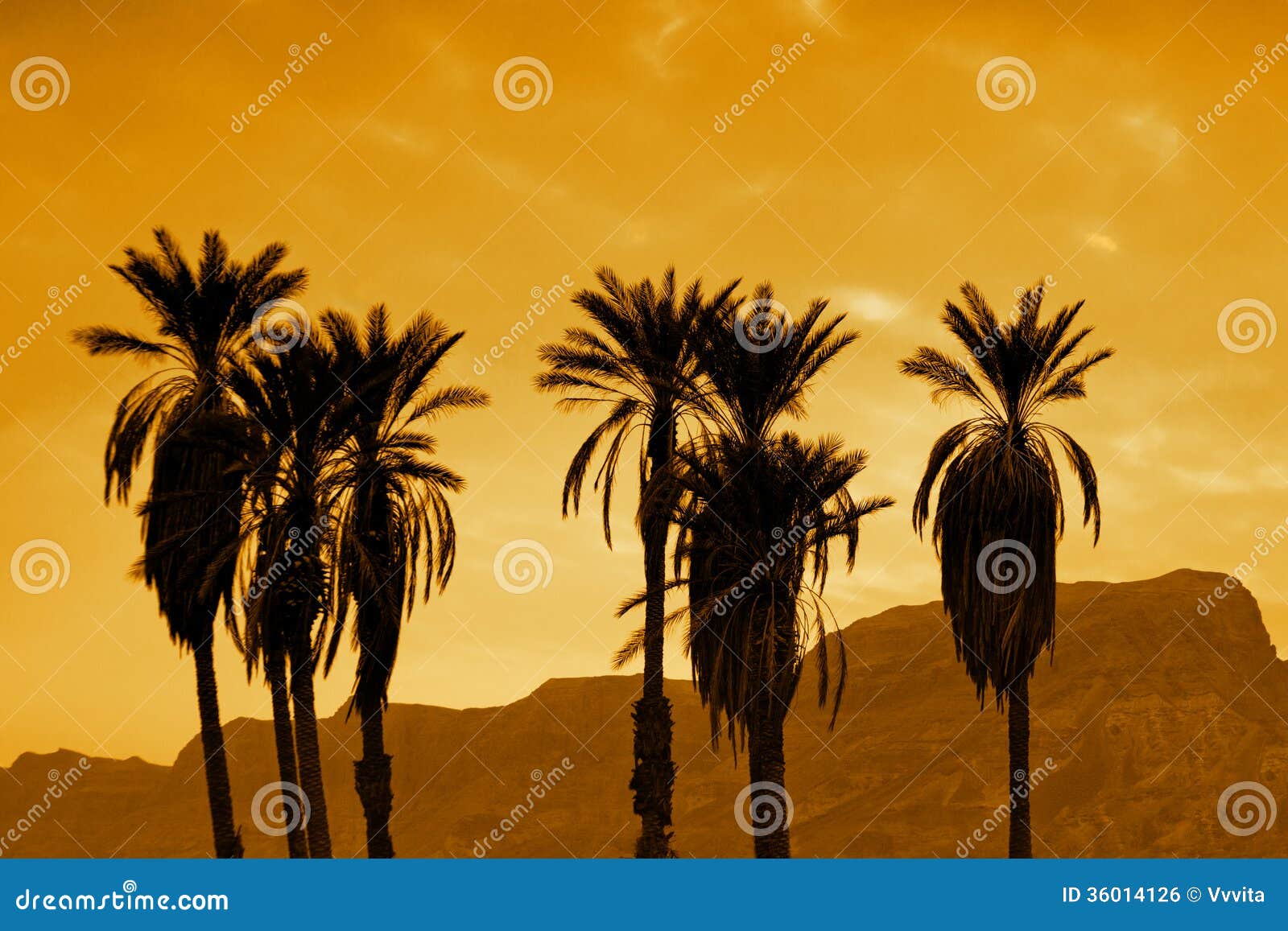Palms at sunset stock photo. Image of commercial, agriculture - 36014126