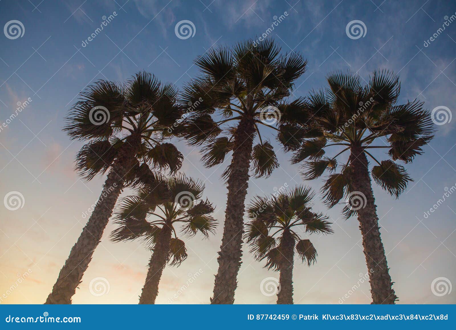 Palms Tree on Beach and Sunset in California Stock Image - Image of ...