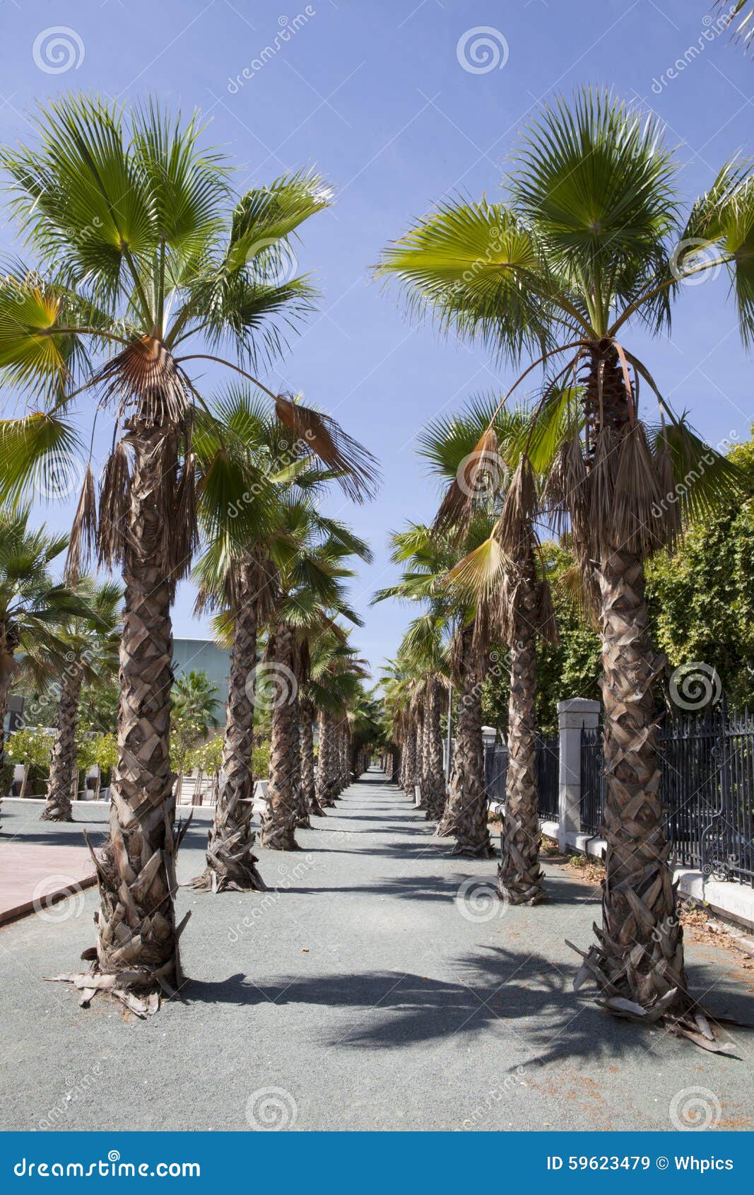 Palms tree esplanade stock image. Image of city, spain - 59623479