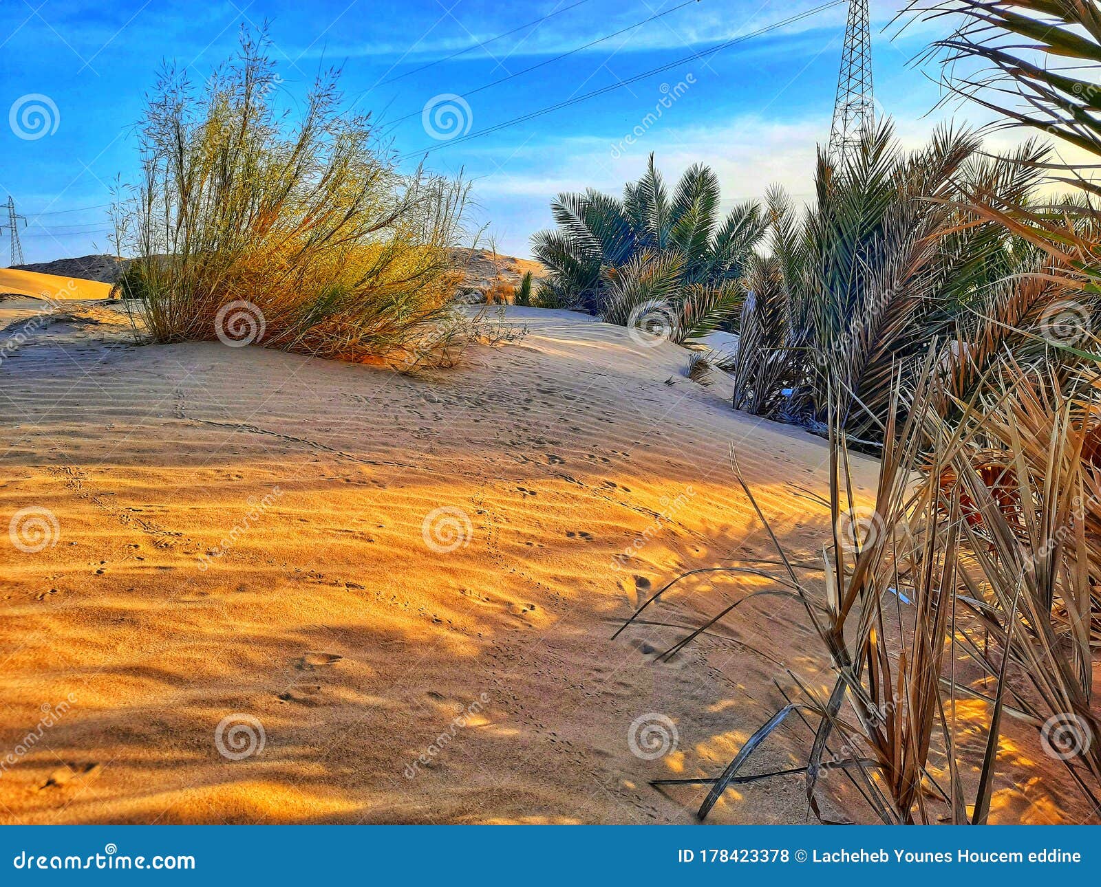 Palms Tree in Middle of Desert in Algeria Stock Photo - Image of tree ...