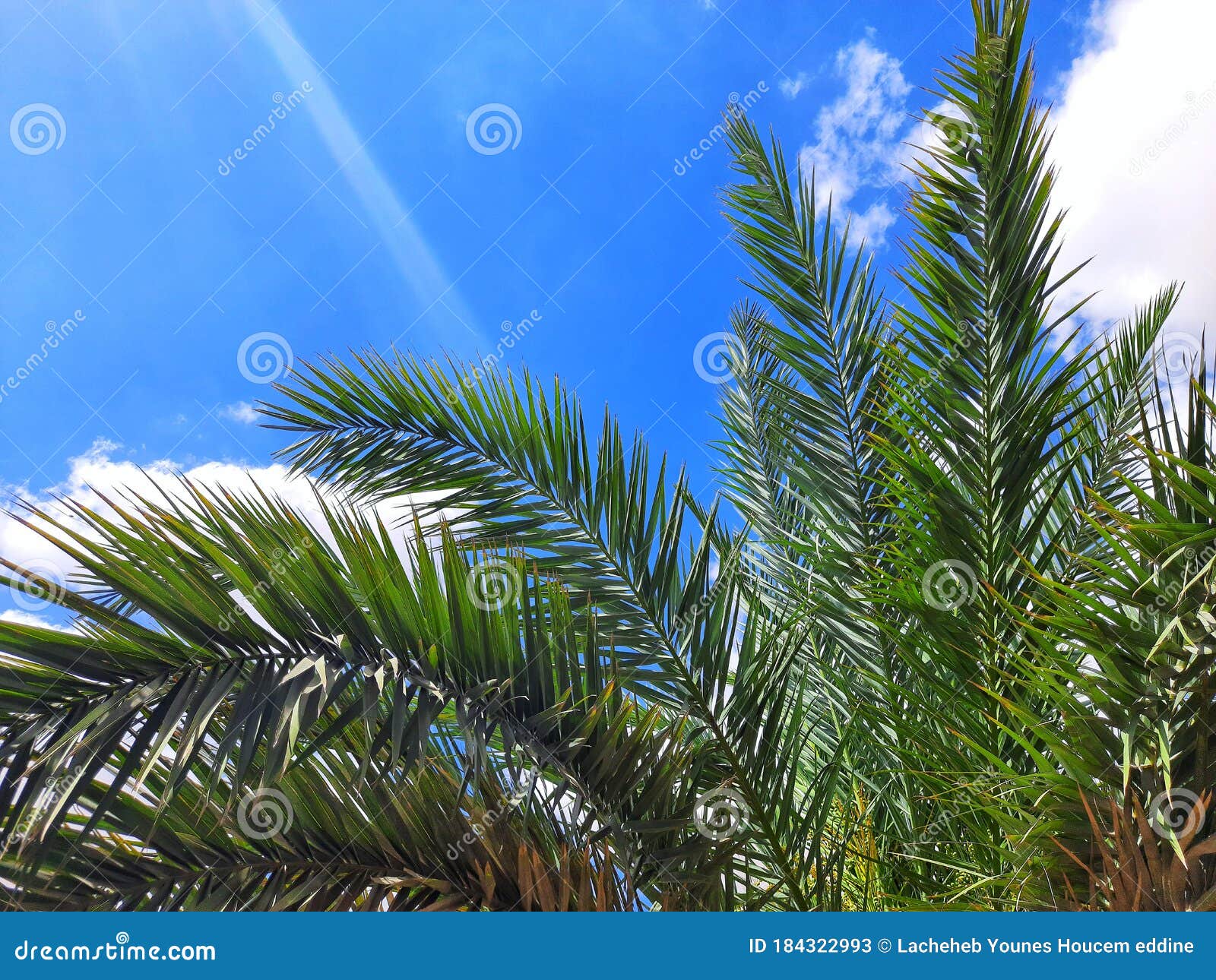 Palms Tree in Sahara Desert of Algeria Stock Image - Image of branch ...