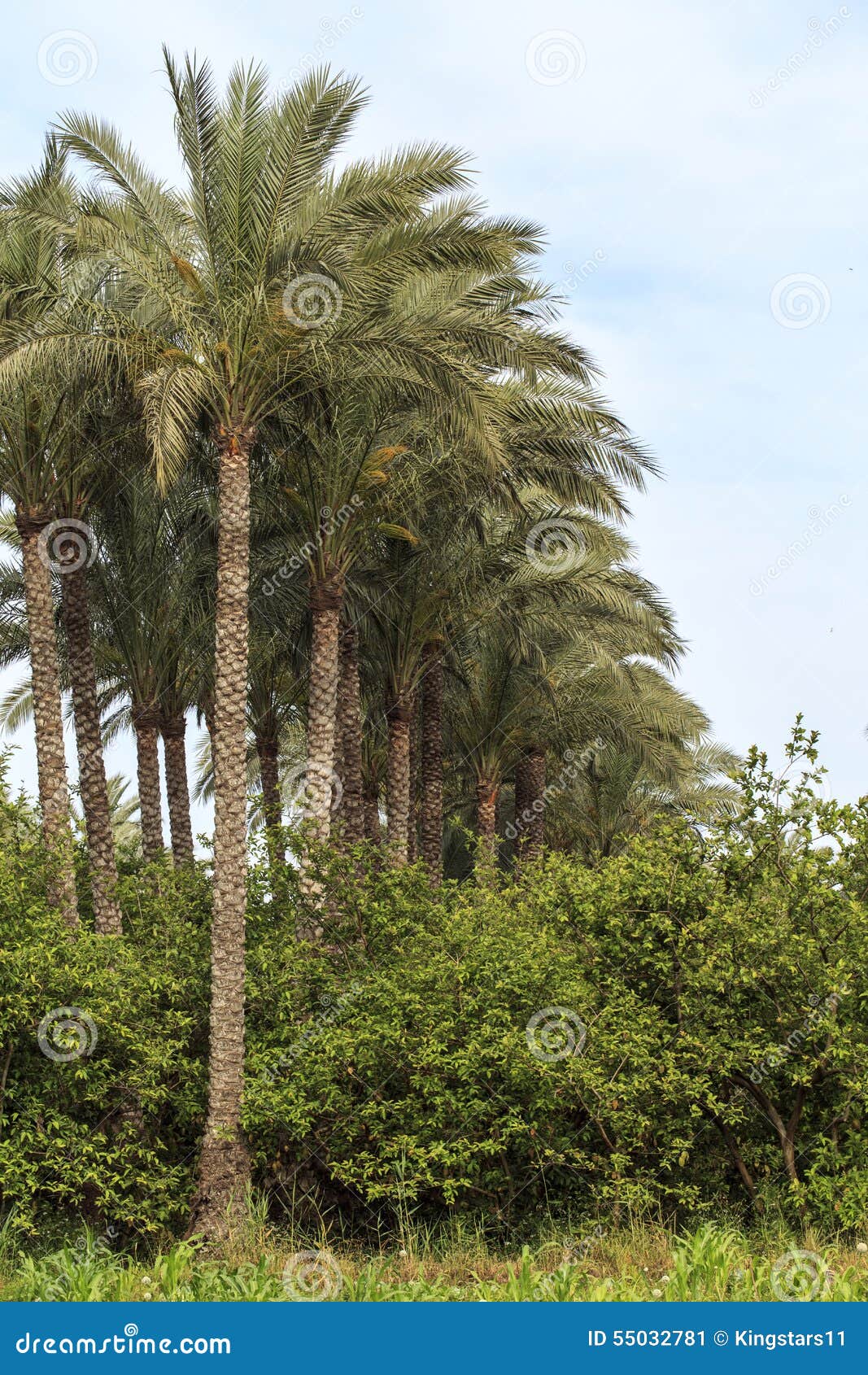 Palms Tree in Small Village, Egypt. Stock Image - Image of plant, palm ...