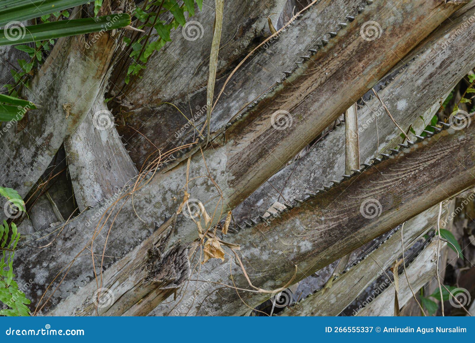 Palms Tree Texture with Sharp Thorns Stock Image - Image of cayenne ...