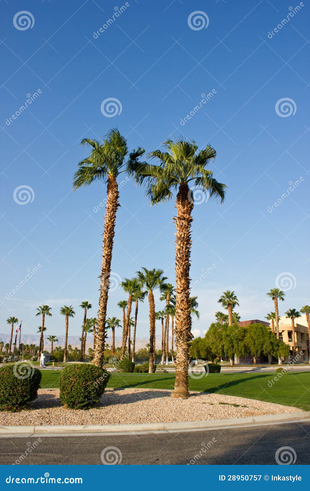 Palms Trees stock image. Image of view, vista, nature - 28950757