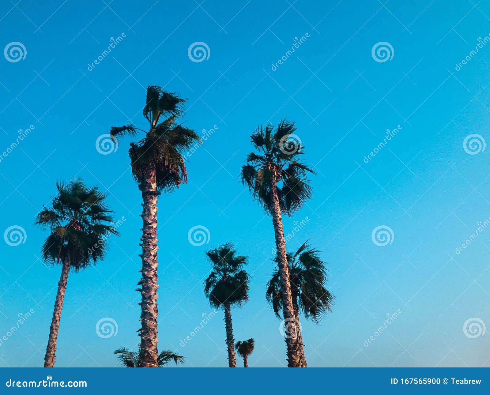 Palms trees background stock photo. Image of plant, wood - 167565900