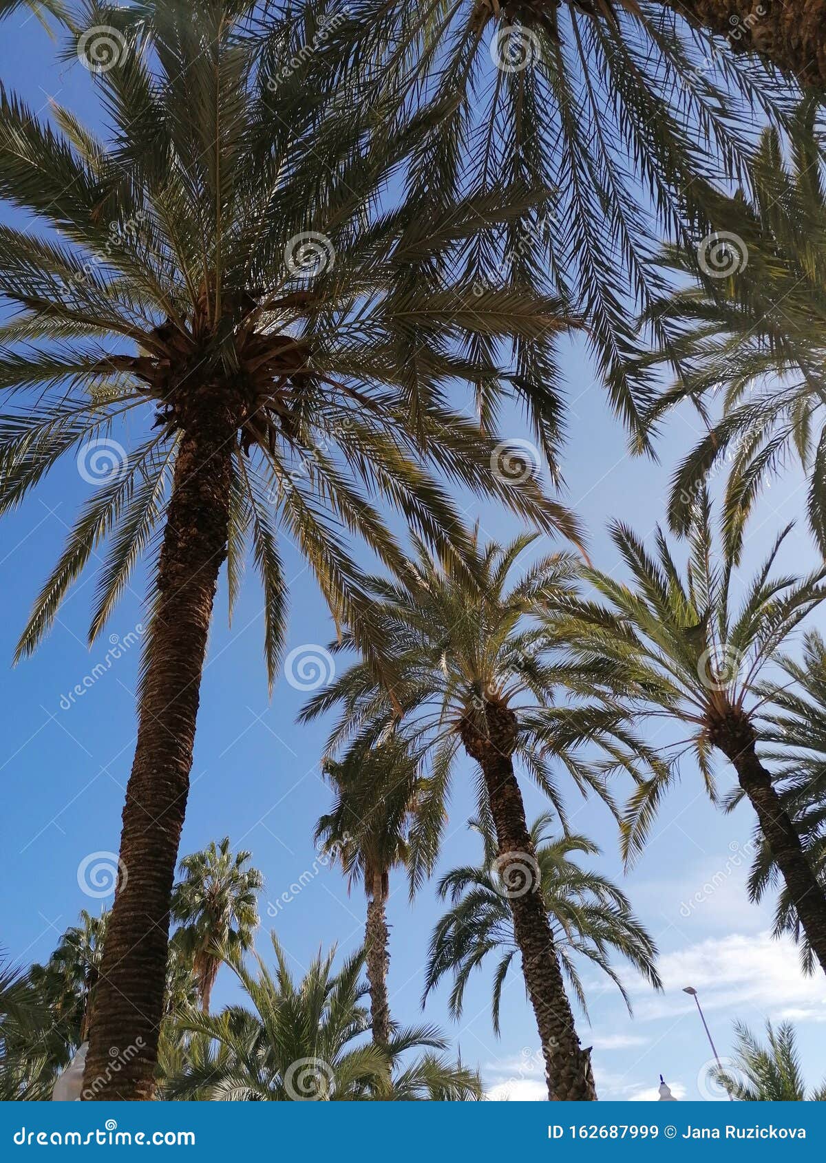 Palms Trees Lost in the Blue Sky Stock Image - Image of trees, palms ...