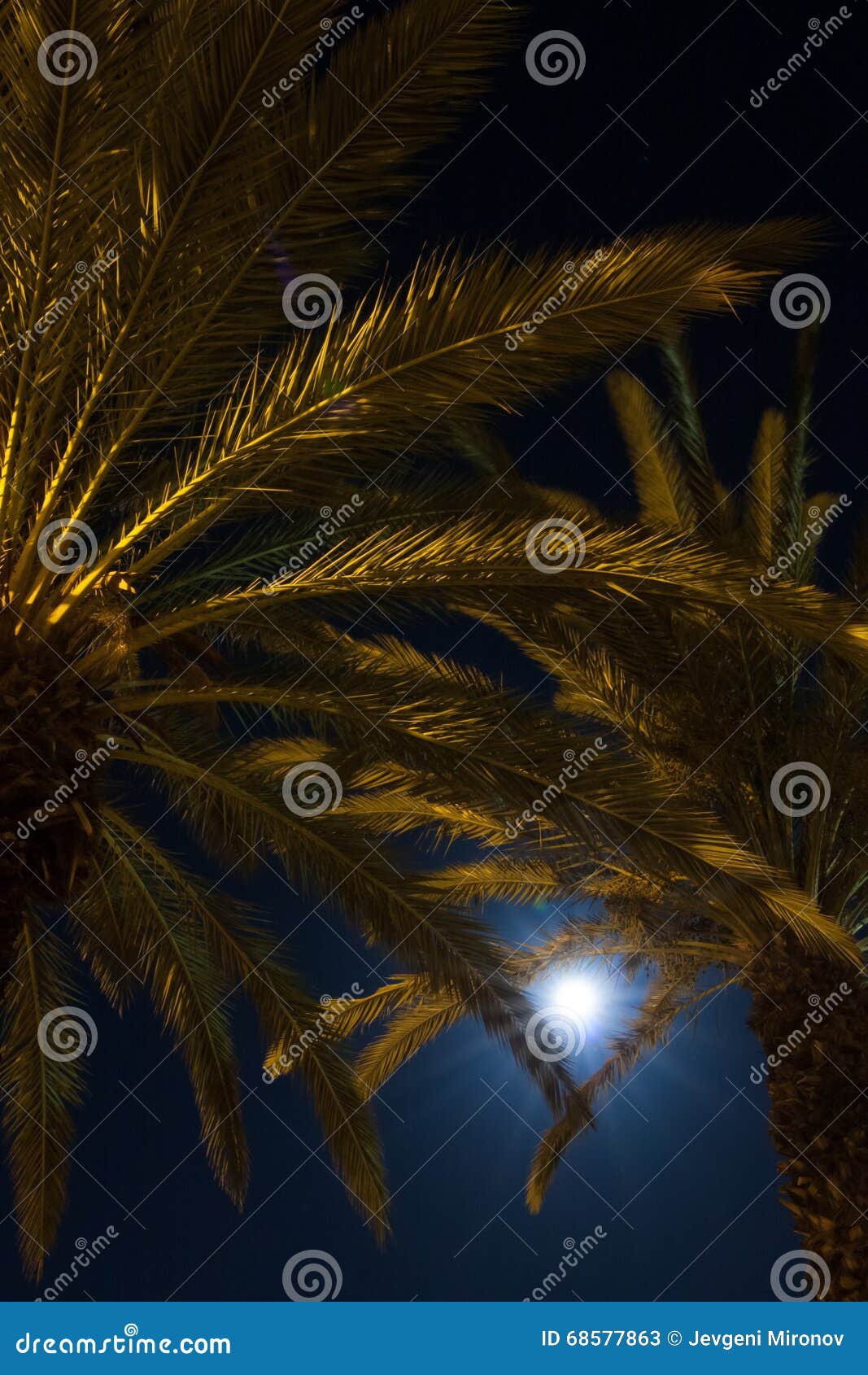 Palms trees on night time stock image. Image of tranquil - 68577863