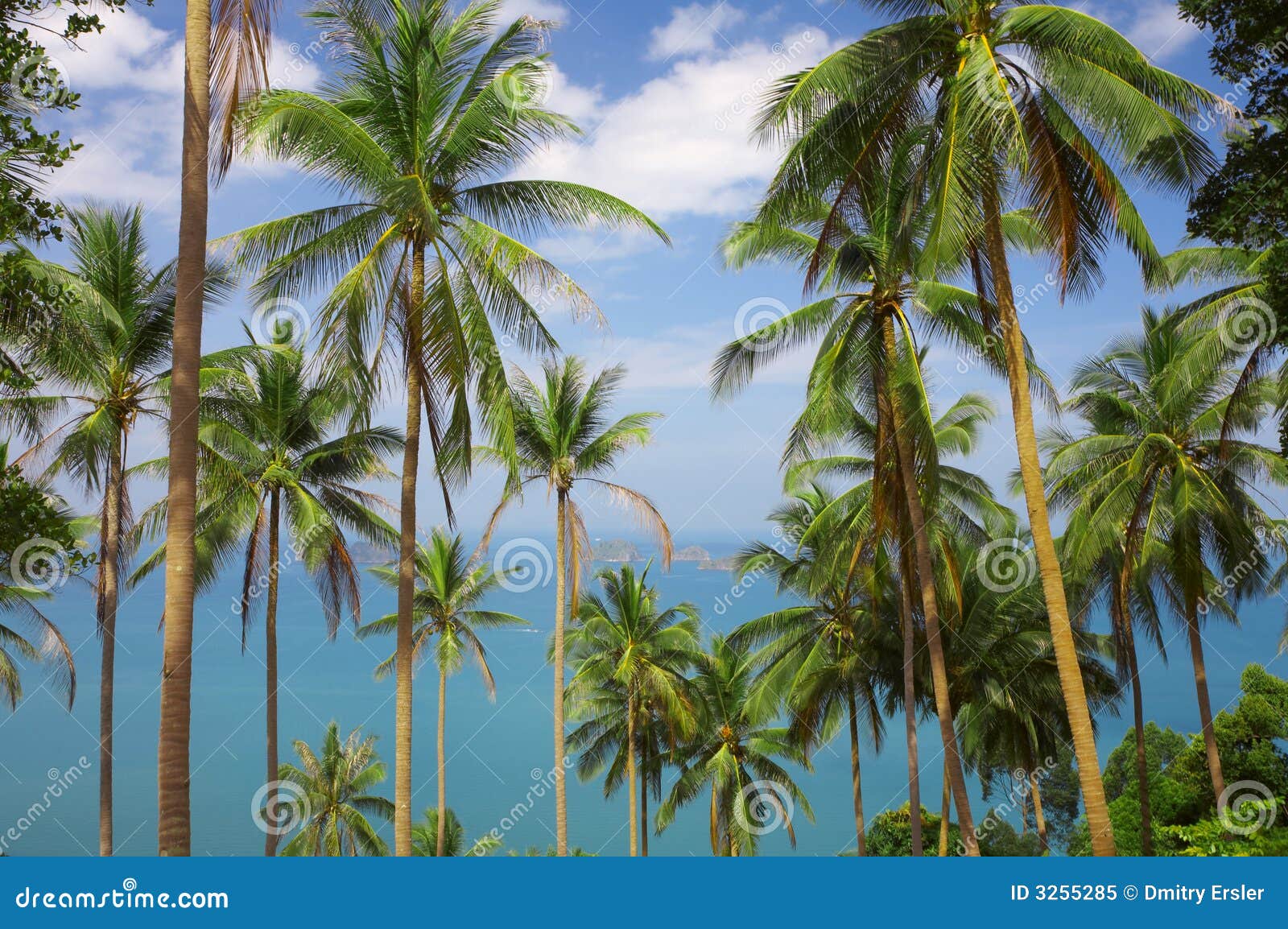 Palms view stock image. Image of island, summer, ocean - 3255285