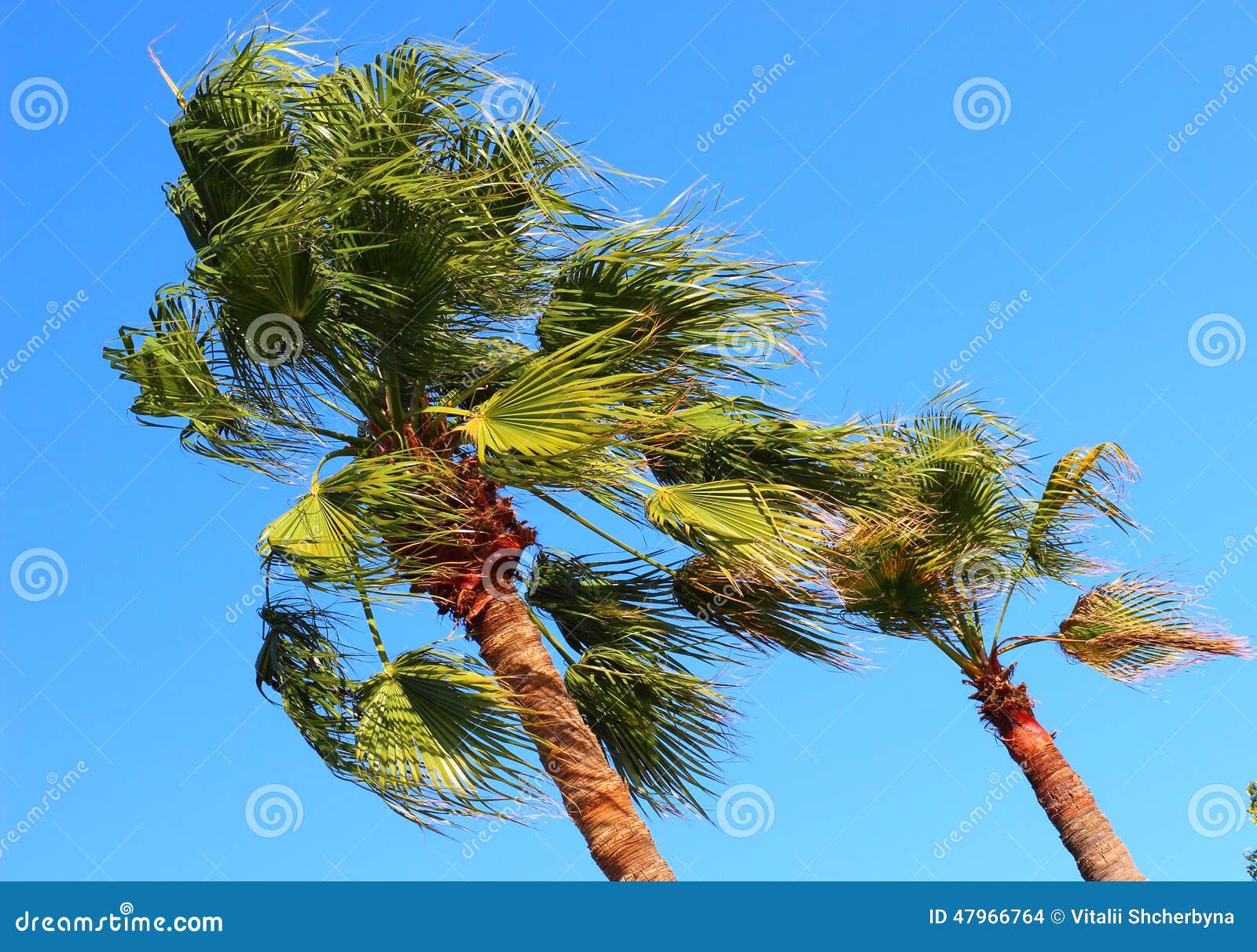 Palms at wind stock photo. Image of strong, climate, tree - 47966764