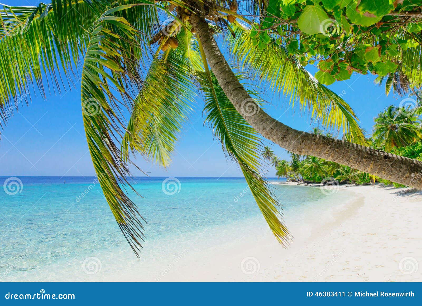 Palmstrand stock afbeelding. Image of palm, mensen, landschap - 46383411