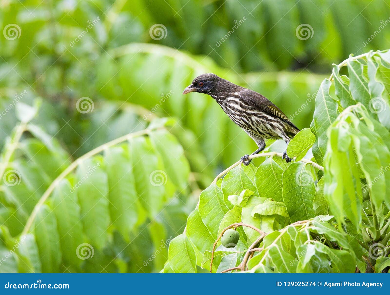 Palmtapuit, Palmchat, Dulus Dominicus Stock Photo - Image of centraal ...