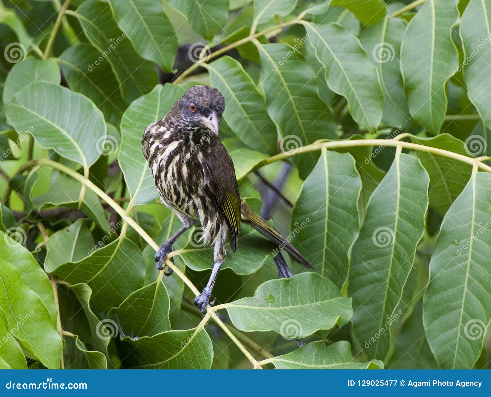 Palmtapuit, Palmchat, Dulus Dominicus Stock Image - Image of dominican ...