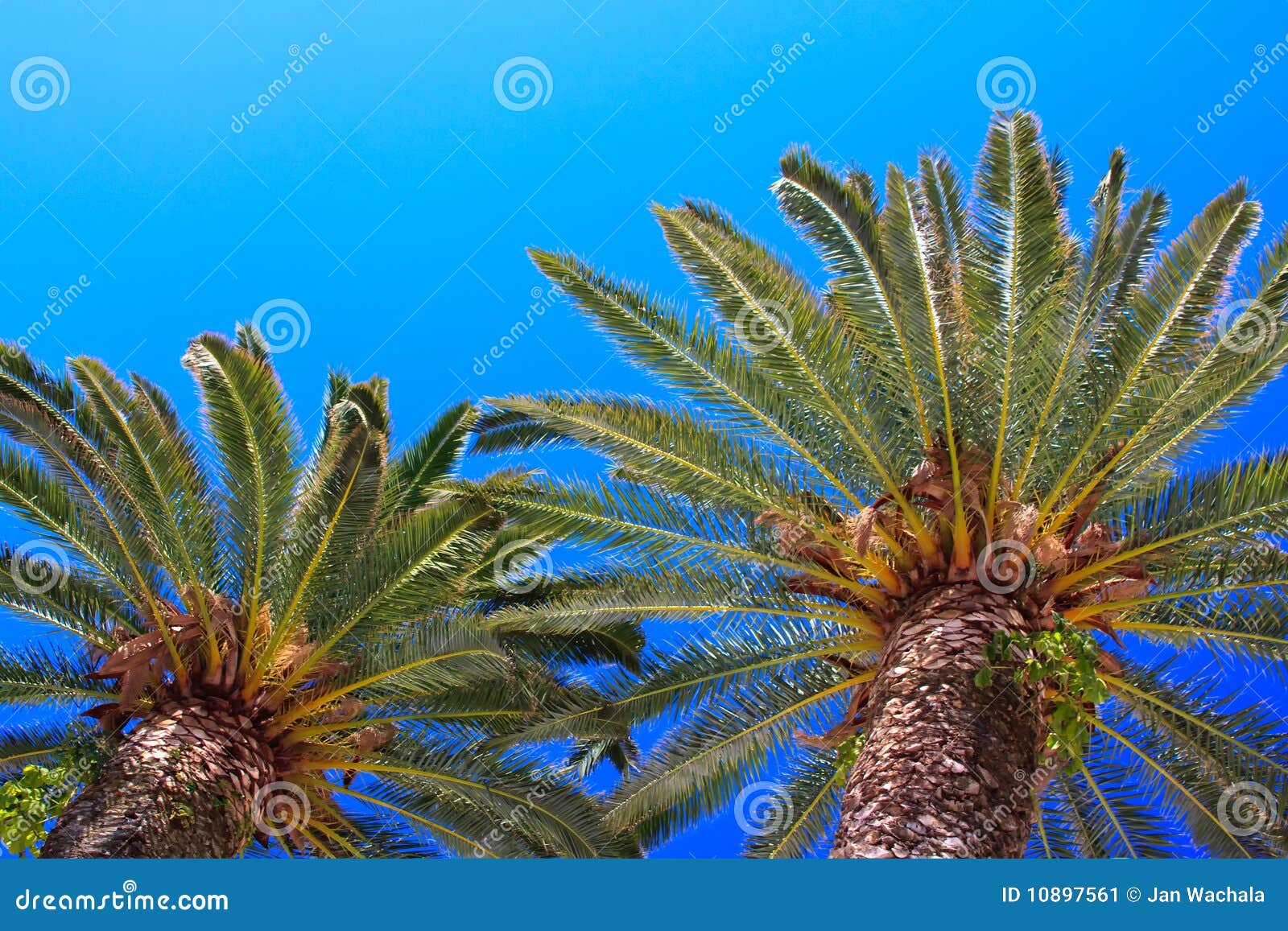 Palmtree imagen de archivo. Imagen de playa, perfecto - 10897561