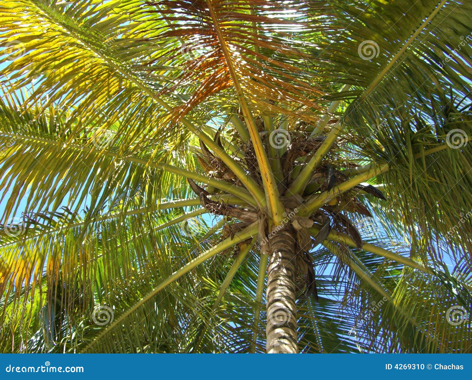Palmtree stock photo. Image of tropical, palm, palmtree - 4269310