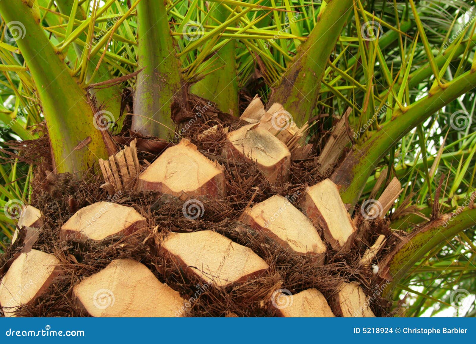 Palmtree Royalty-Free Stock Image | CartoonDealer.com #5218924