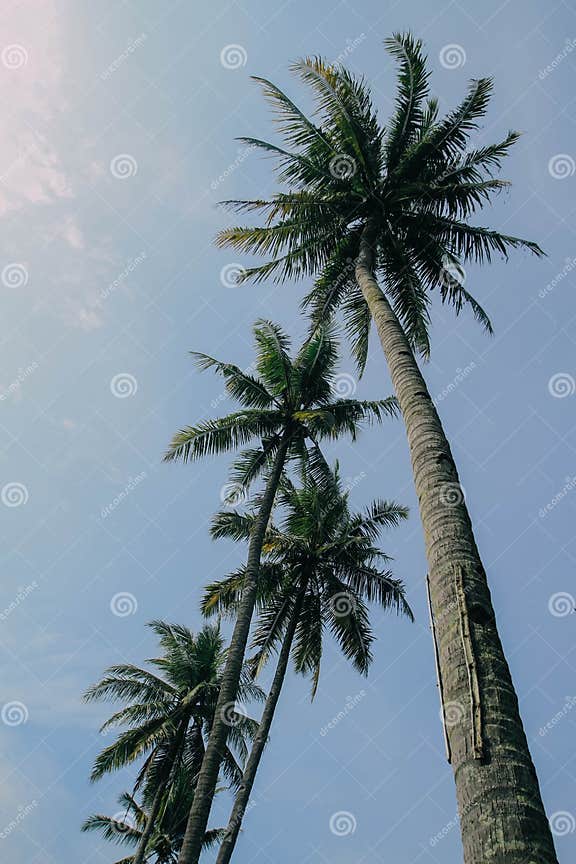 Palmtree 库存照片. 图片 包括有 日落, 云彩, 室外, 摄影, 印度尼西亚, 背包, 旅途, 旅行 - 94989792