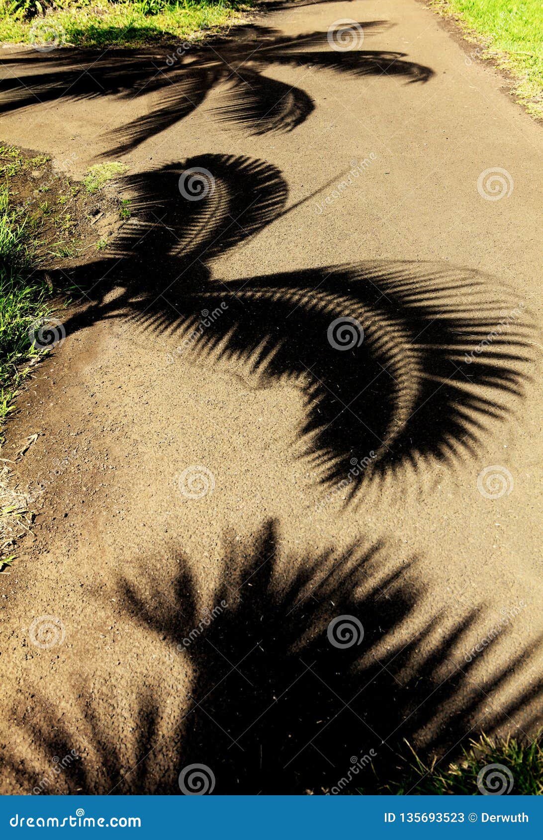 Palmtree Shadows on the Path Stock Image - Image of branch, palmtree ...