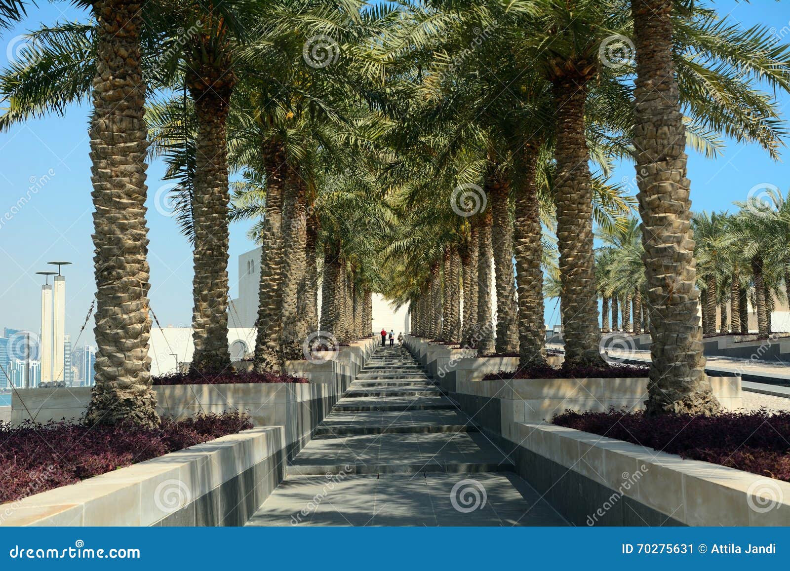 Palmtrees, Doha, Qatar stock image. Image of fauna, qatari - 70275631