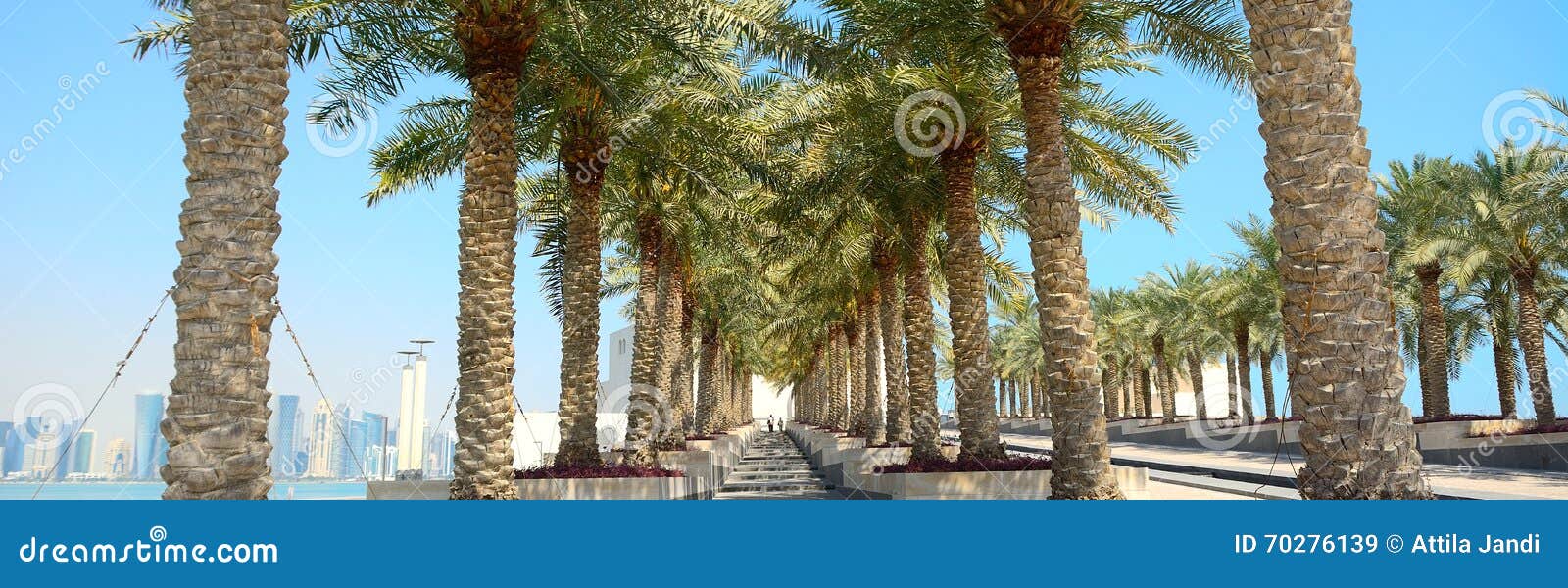 Palmtrees, Doha, Qatar stock image. Image of qatari, fauna - 70276139