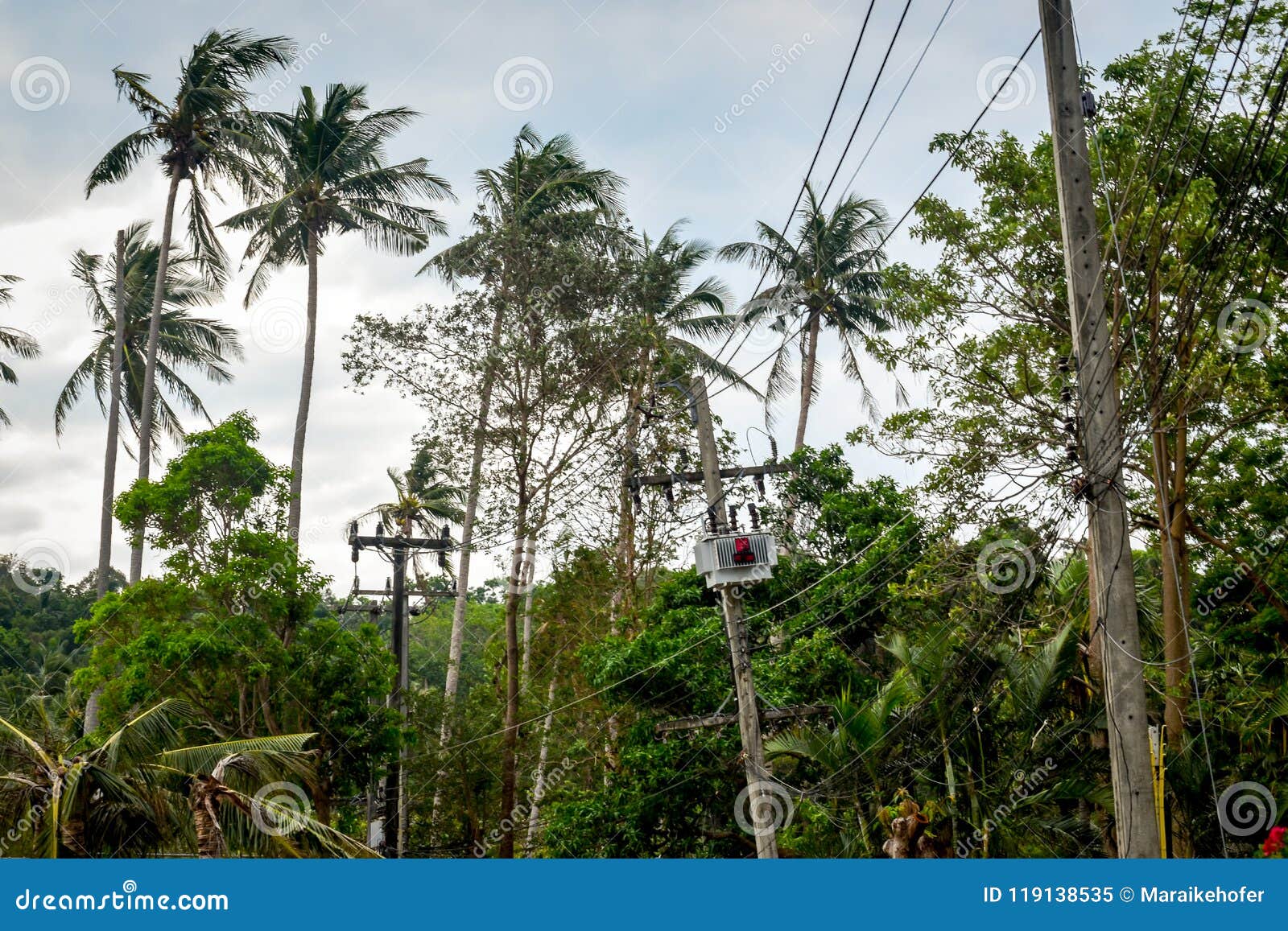 Palmtrees with Electric Cables Stock Image - Image of blue, electricity ...