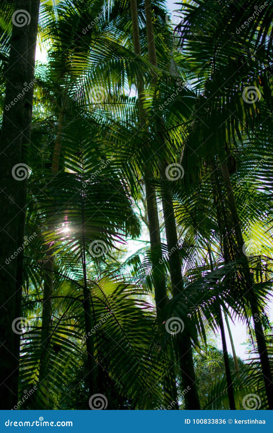 Palmtrees in the Rainforest Stock Photo - Image of plant, forest: 100833836
