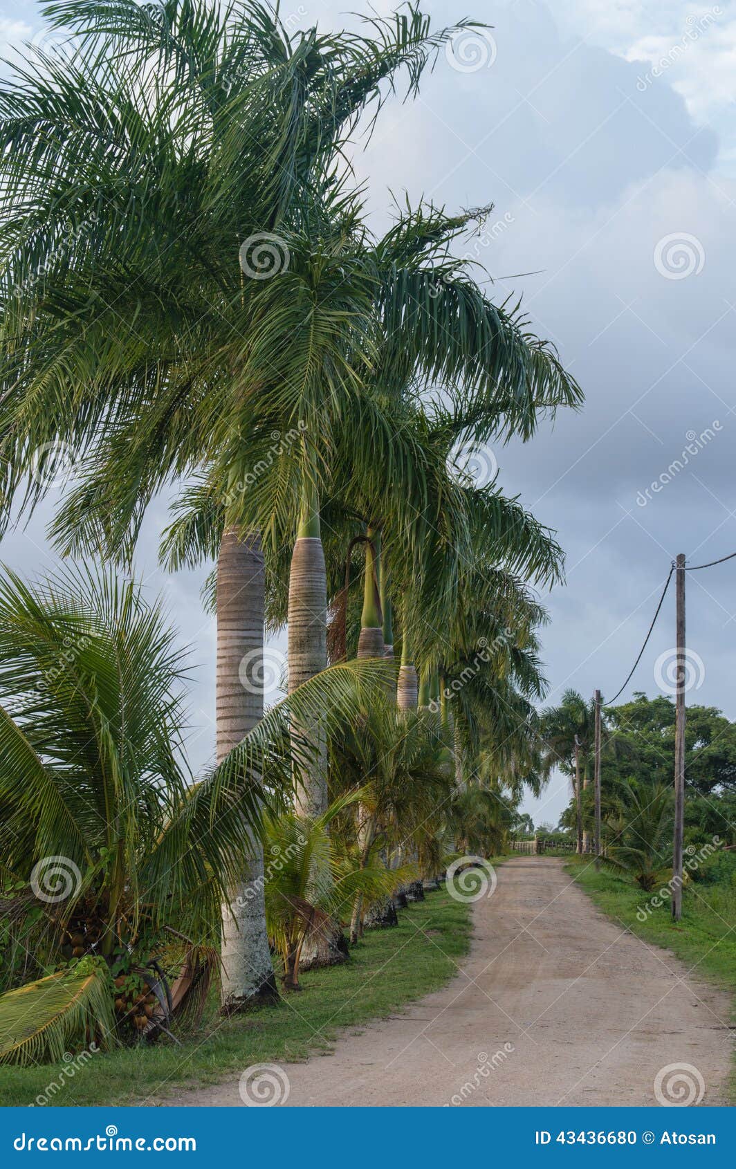 Palmtrees stock photo. Image of rural, river, sugar, road - 43436680