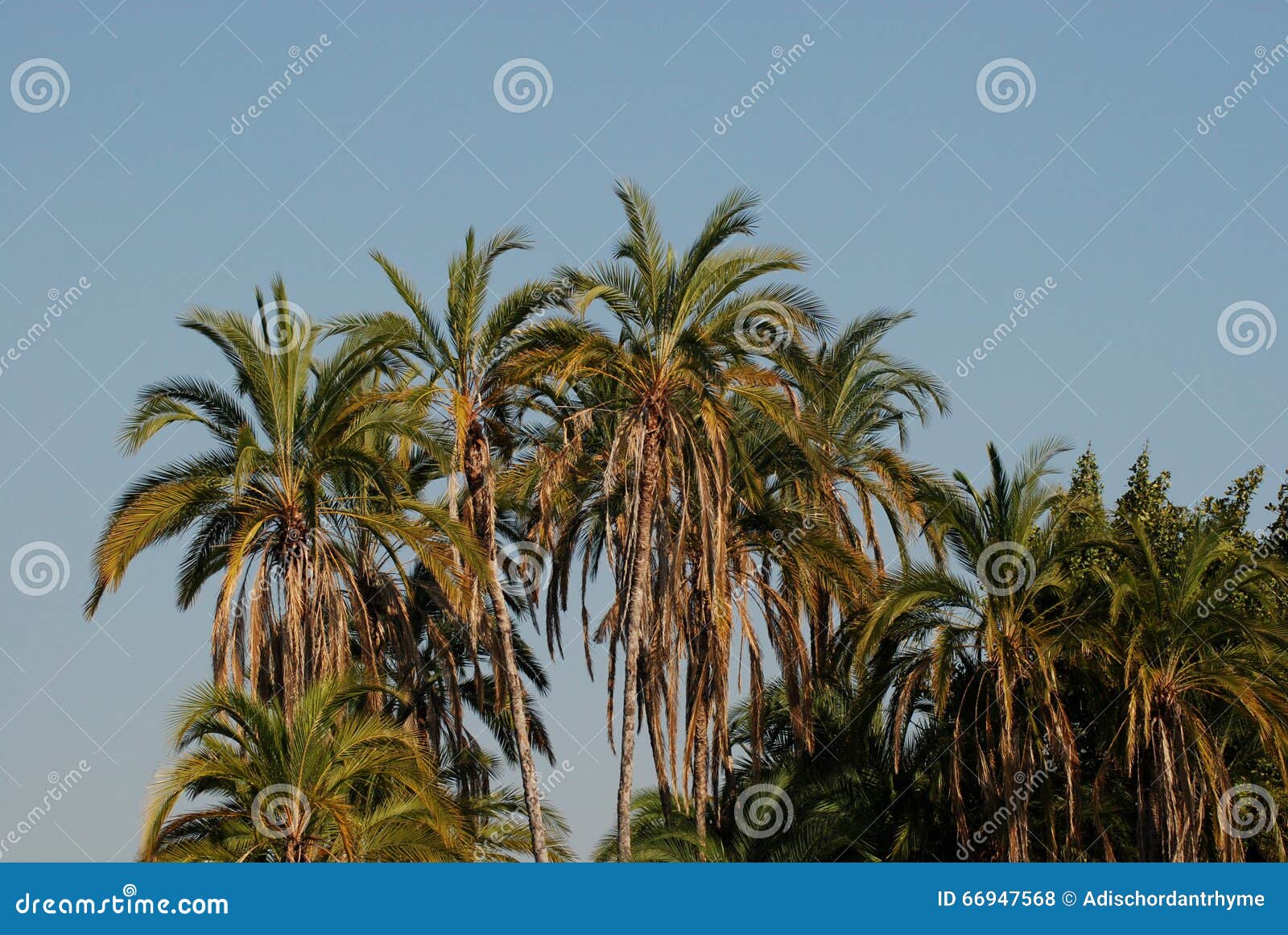 Palmwedel stockfoto. Bild von wedel, zweige, palme, bäume - 66947568